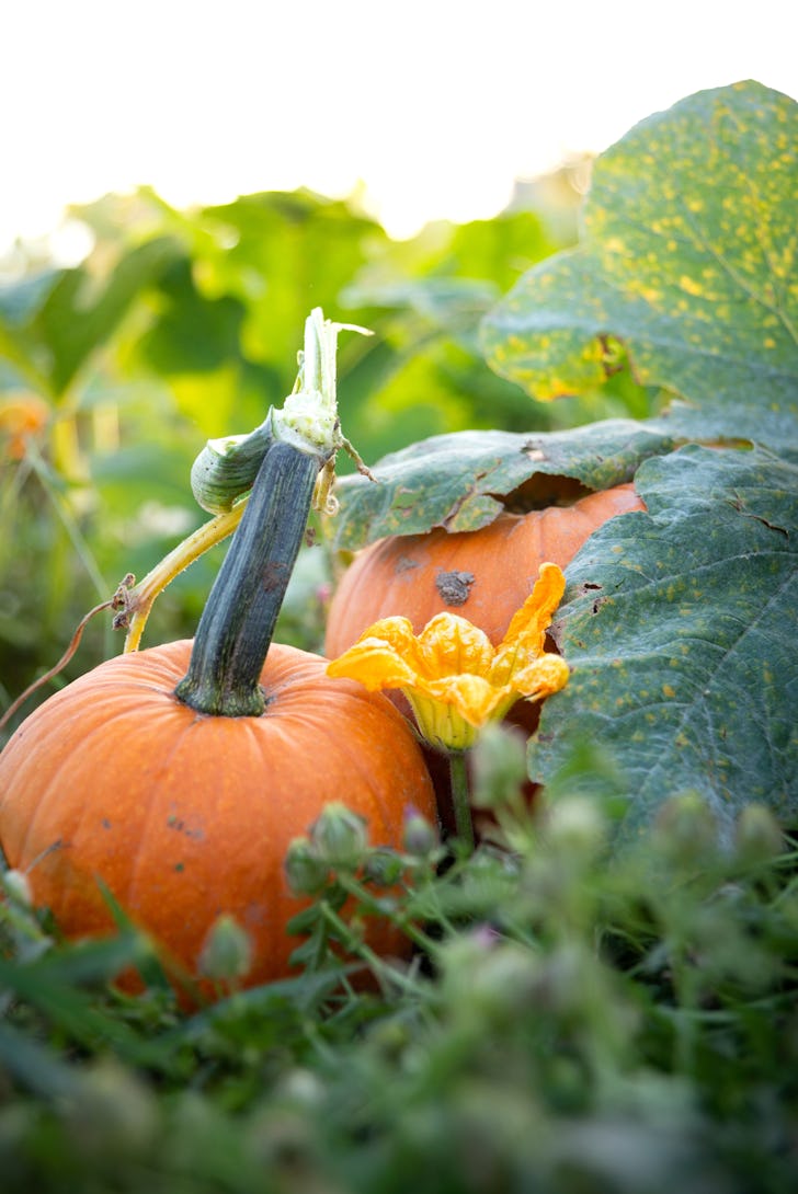 How To Grow Pumpkins: Tips For Beginners
