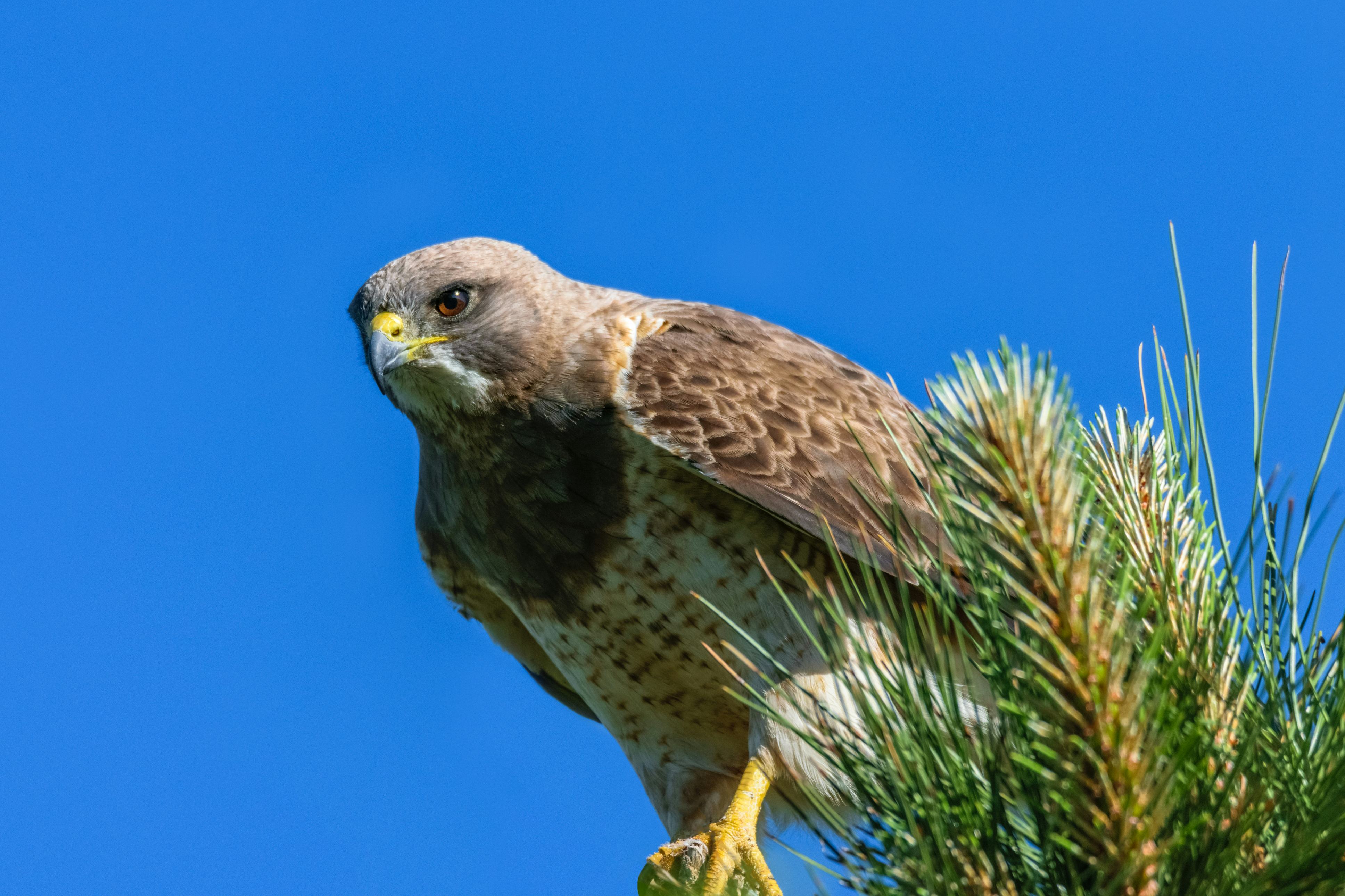 Watch: Ingenious hawks learned to thwart their prey's greatest defense