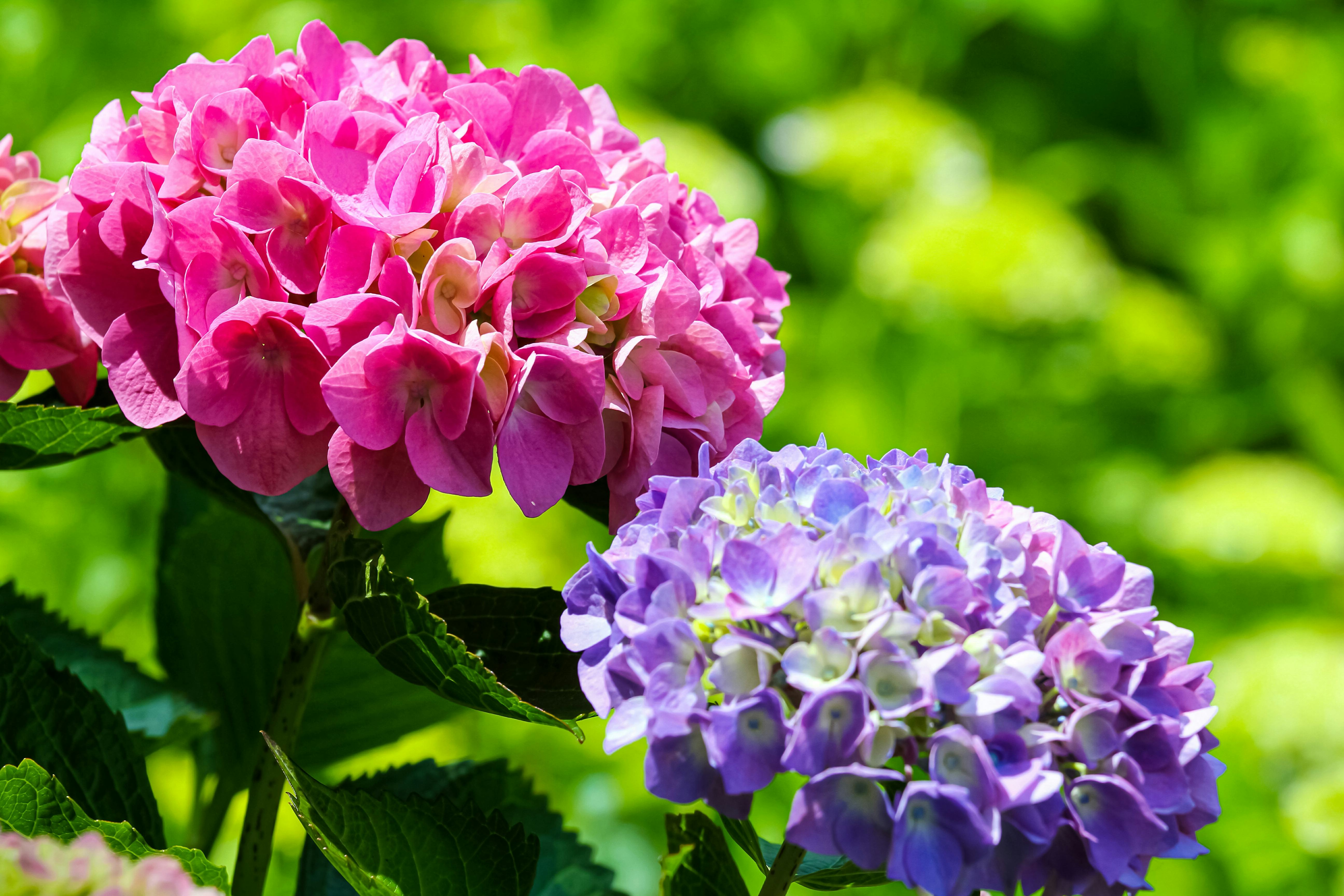 12 Hydrangea Care Tips For Better Blooms