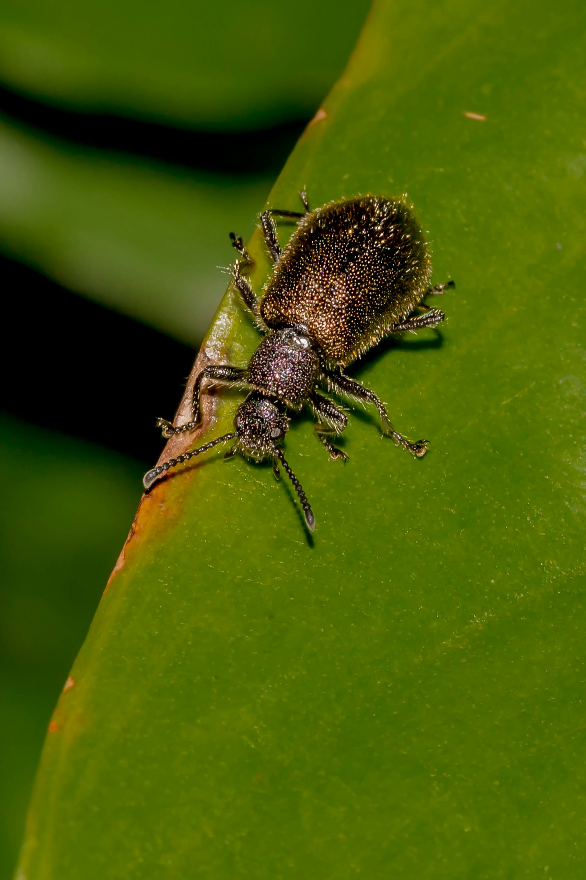 Look: Beetles stash an important family heirloom in a little pocket