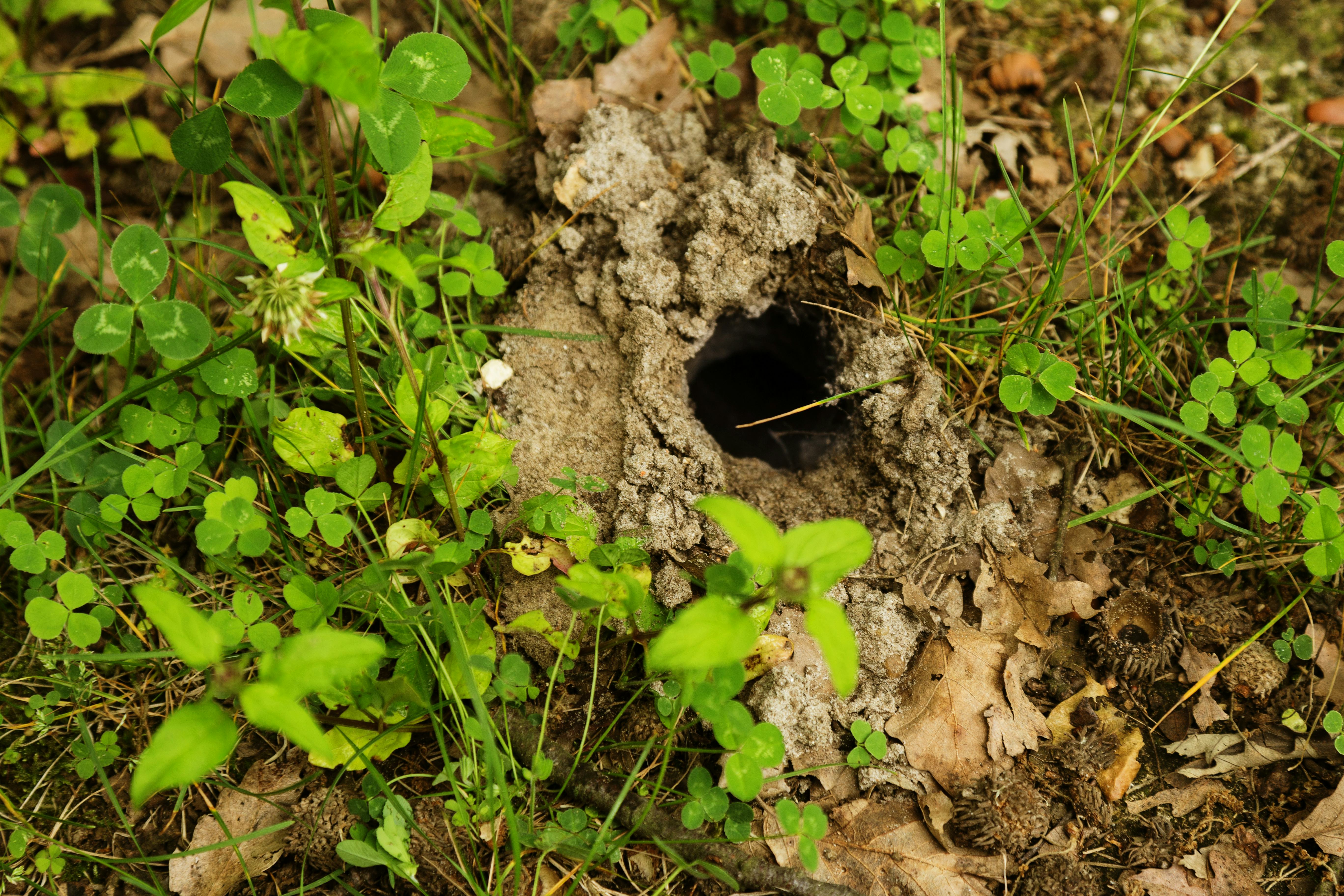 Fox poop alters forests in one surprising way