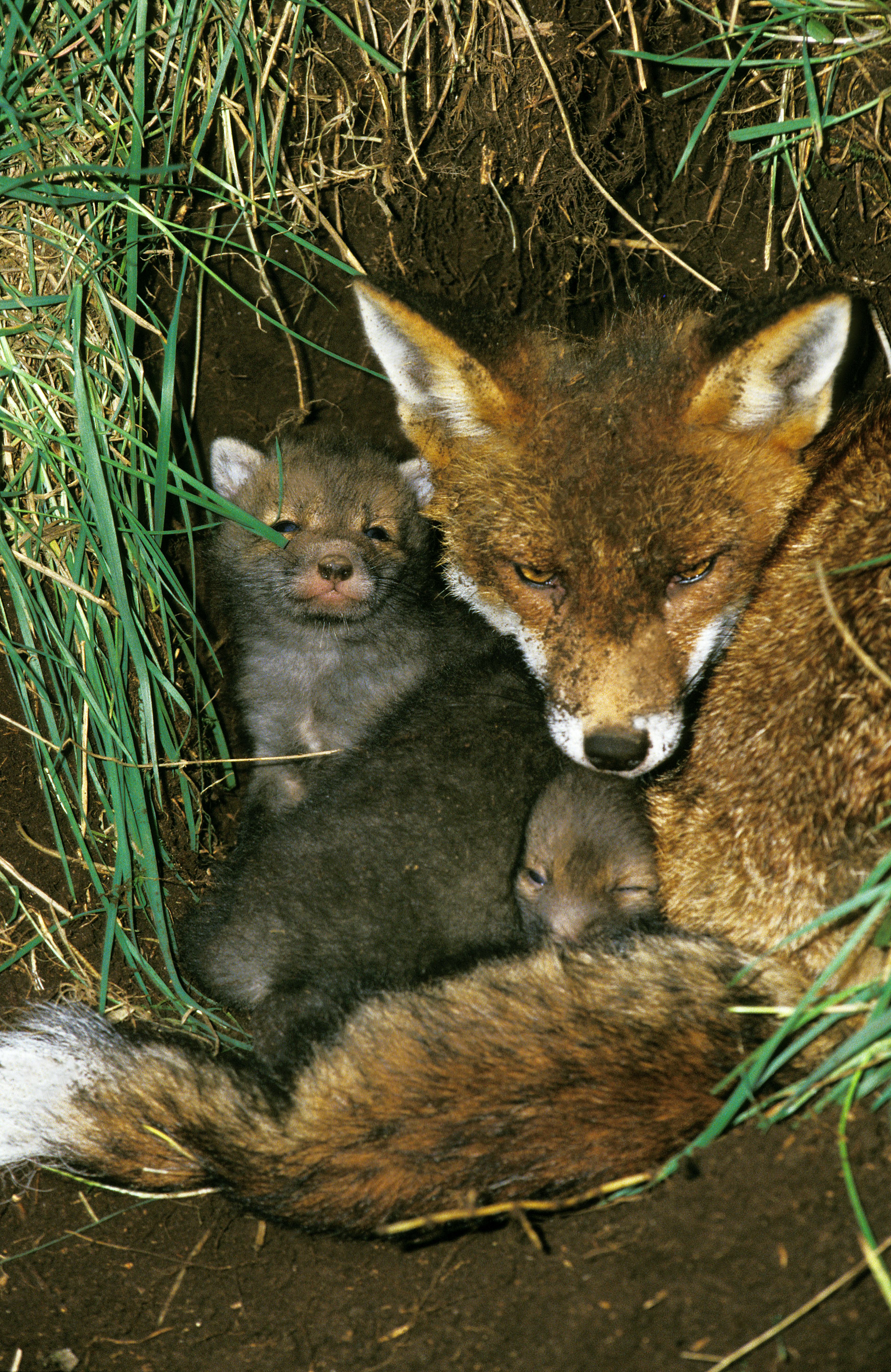 Fox poop alters forests in one surprising way