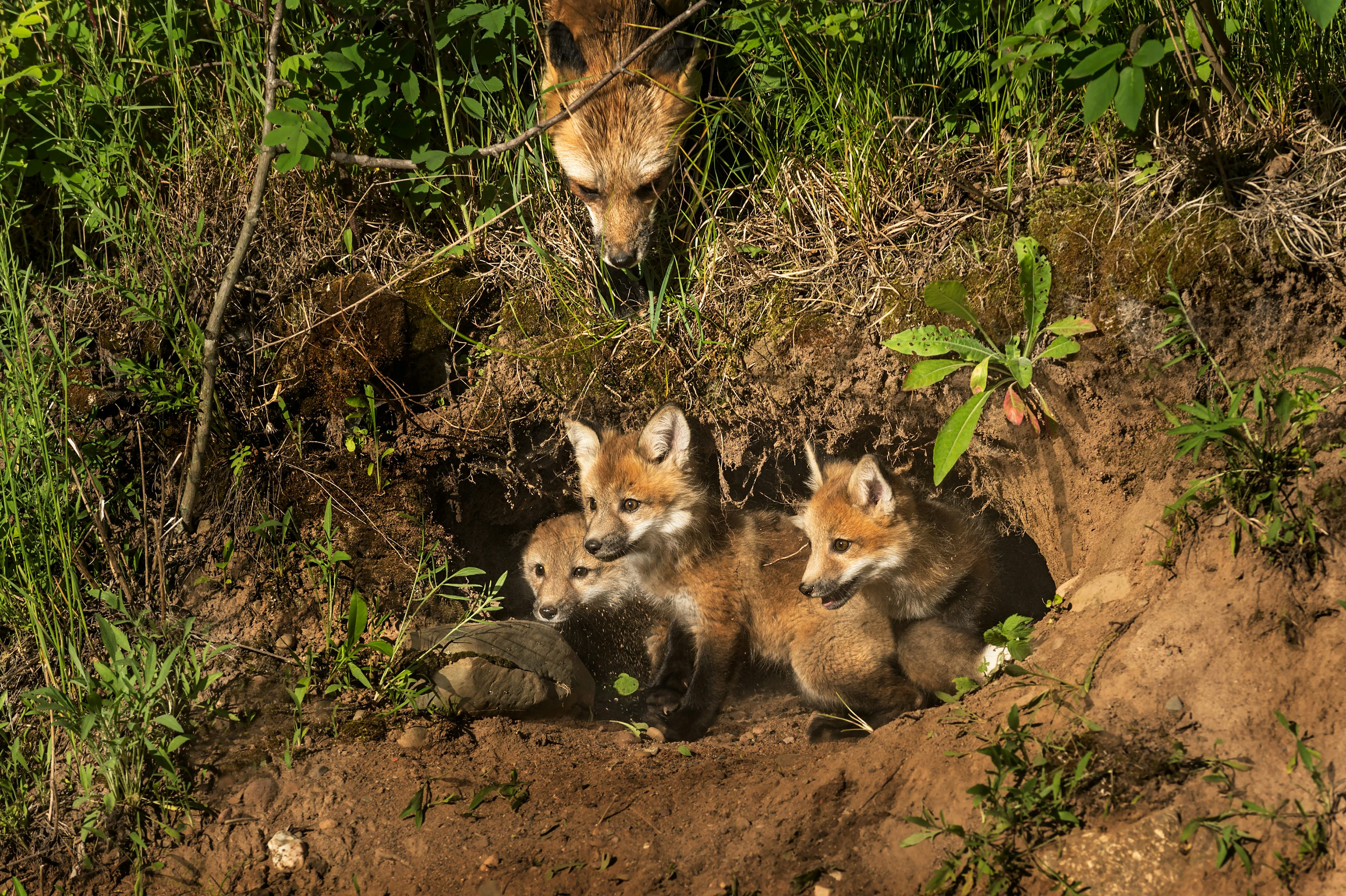 Fox poop alters forests in one surprising way