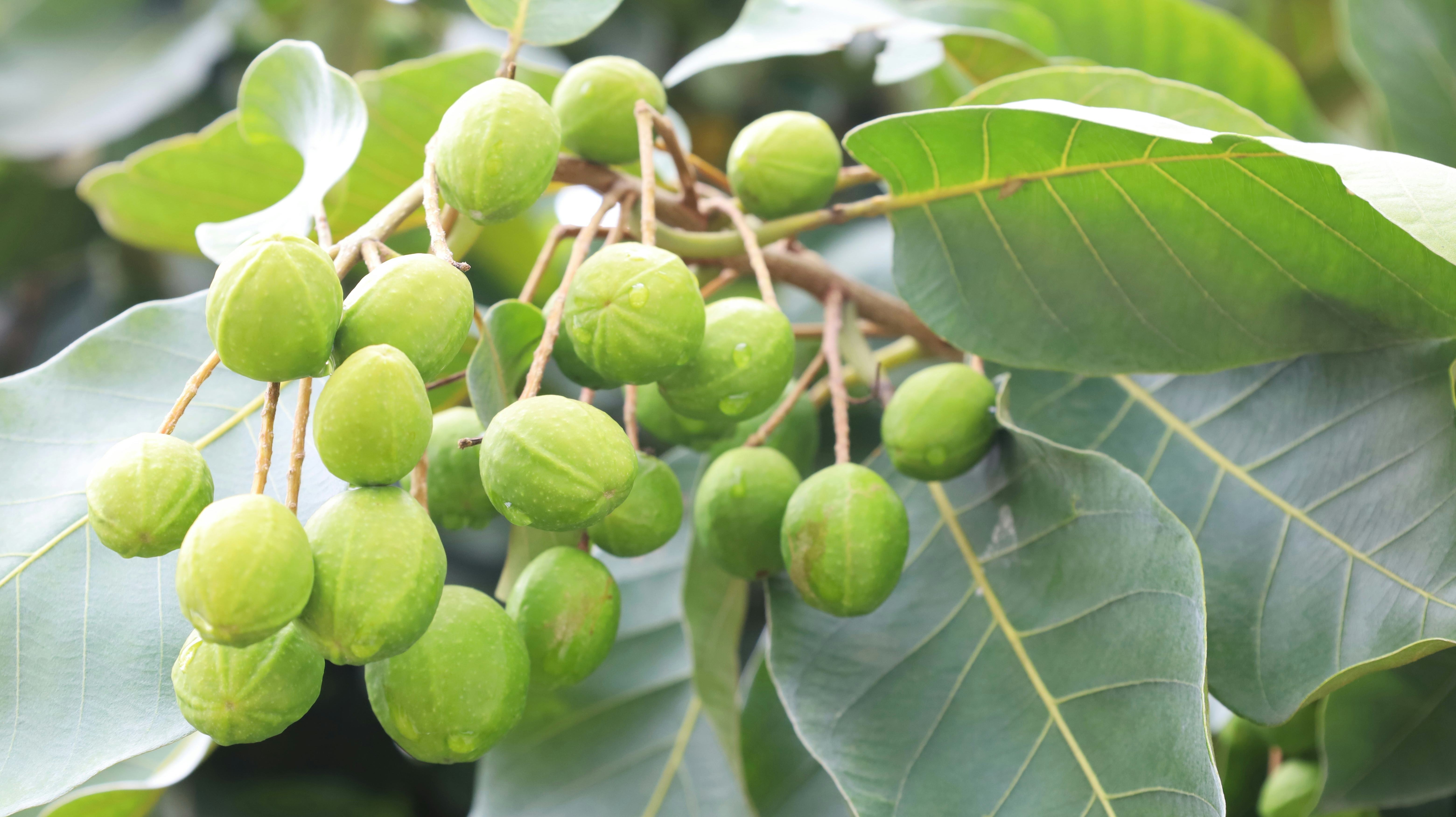 Chebula For Skin: Benefits, Side Effects, & The Best Products To Try