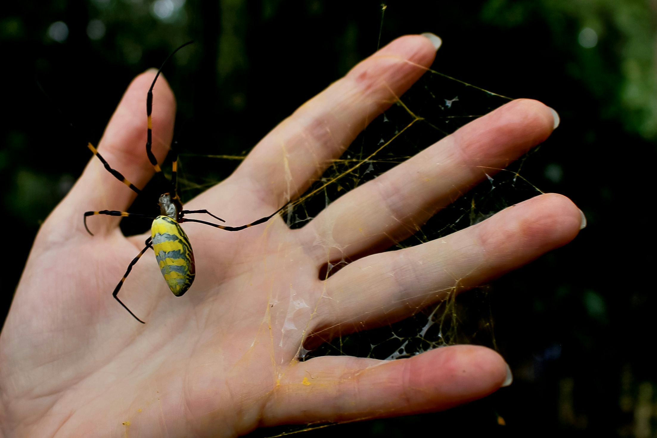 Giant "Flying" Joro Spiders Have Entered The Chat. Here's The Deal.