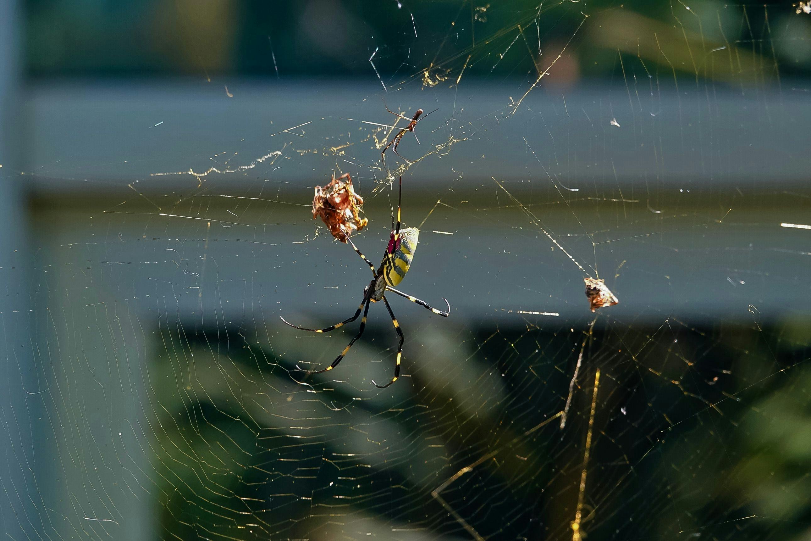 Giant "Flying" Joro Spiders Have Entered The Chat. Here's The Deal.