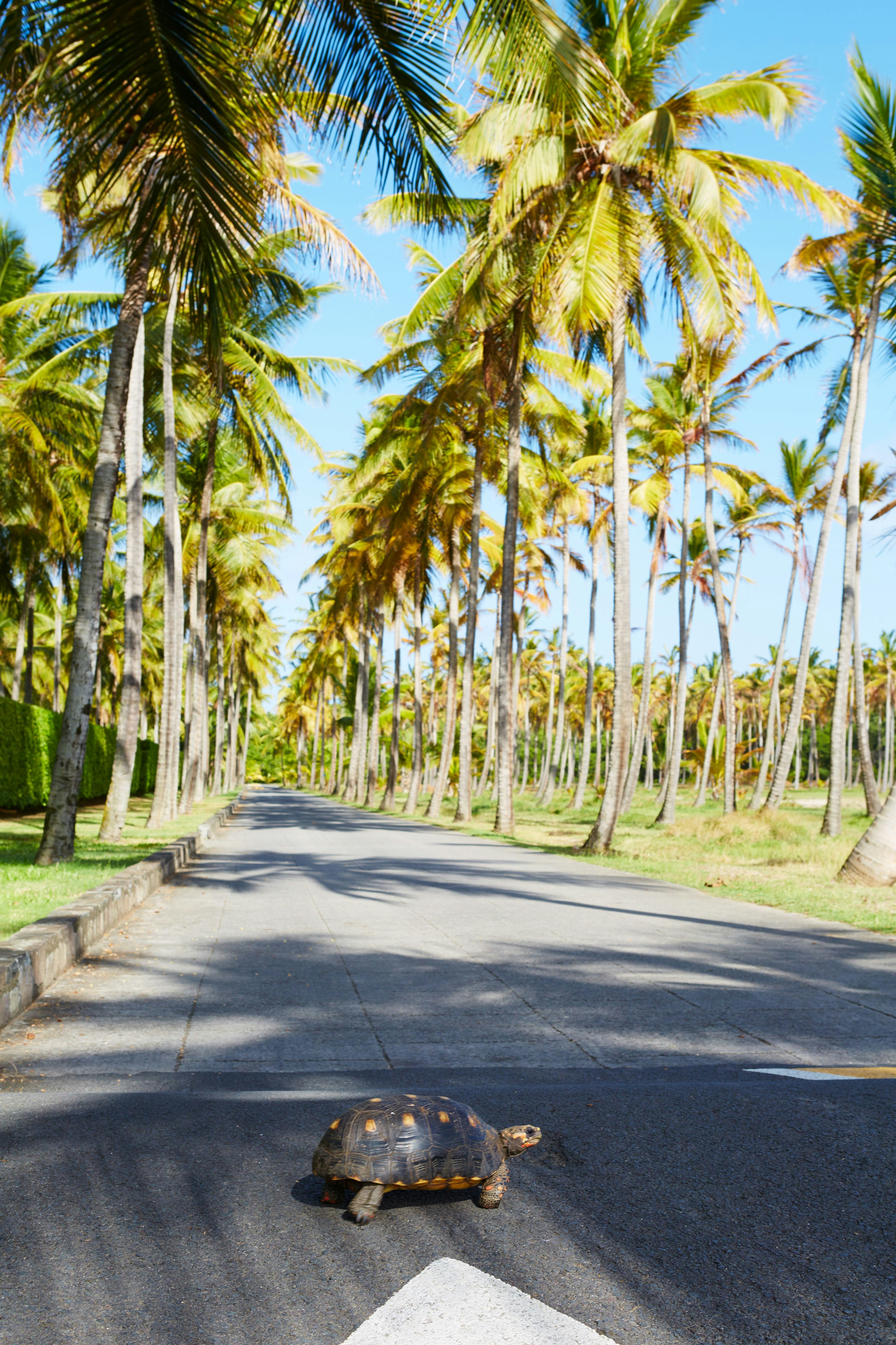 Escape to Mustique: The Beautiful People and Sights of an Island Getaway