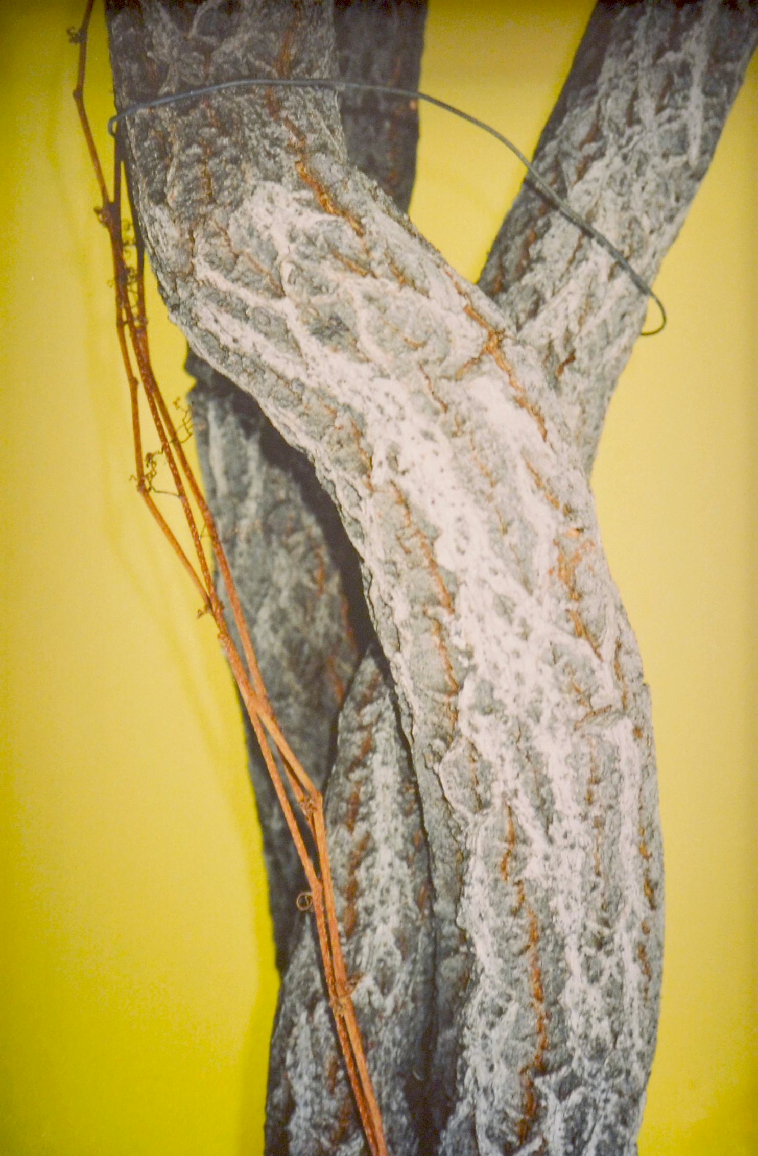 A Look at the Controversial Work of Photographer Ren Hang, Who Died ...