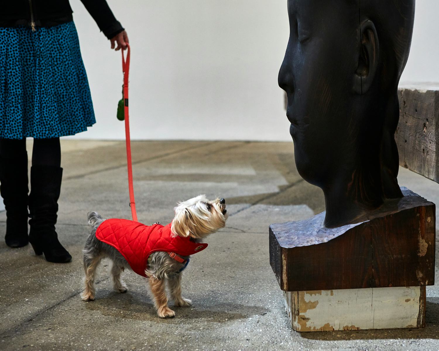 Definitely Not Documenta: Introducing Dogumenta, the First Art ...