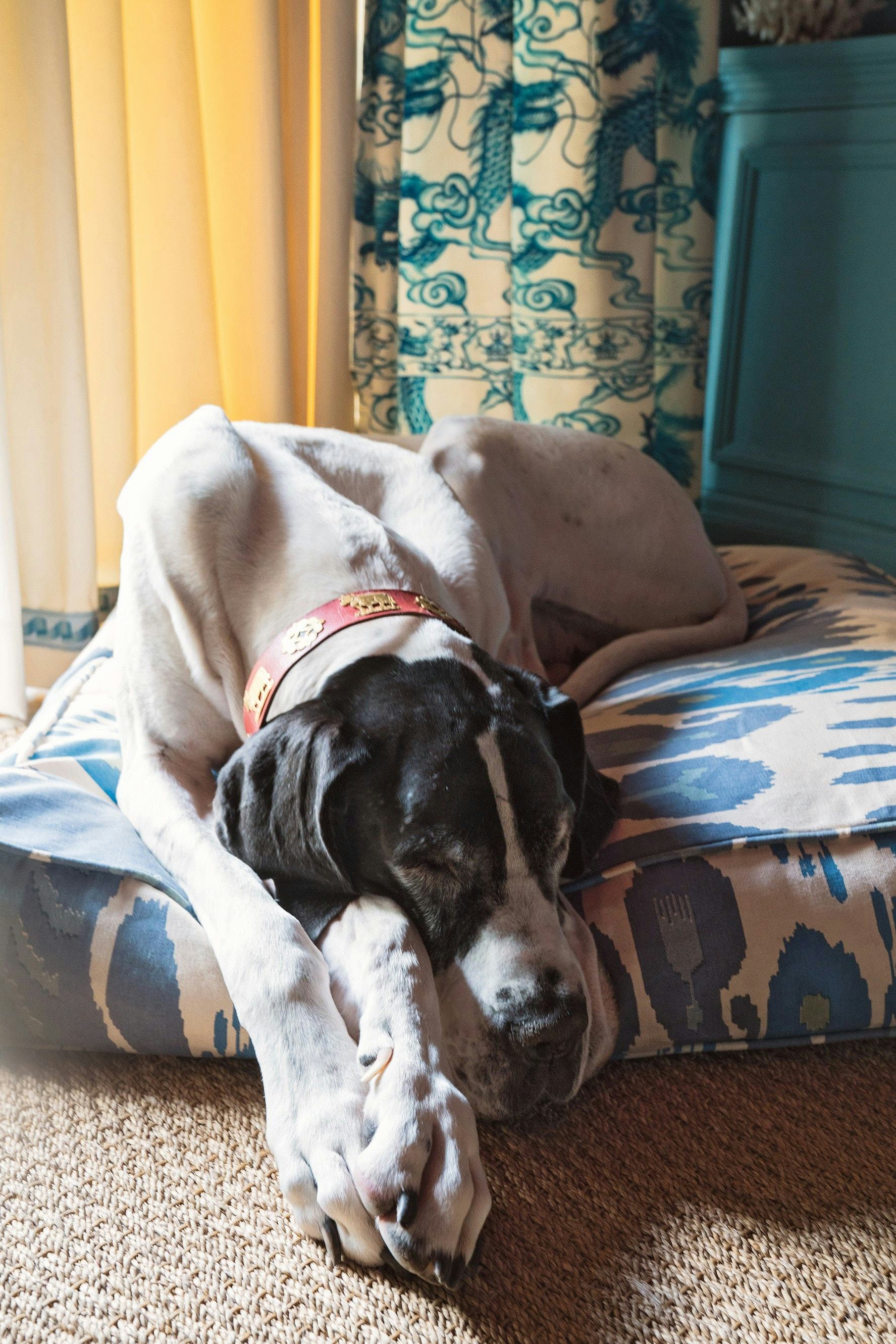 8 Photos of the Cutest Dogs In the Chicest Homes