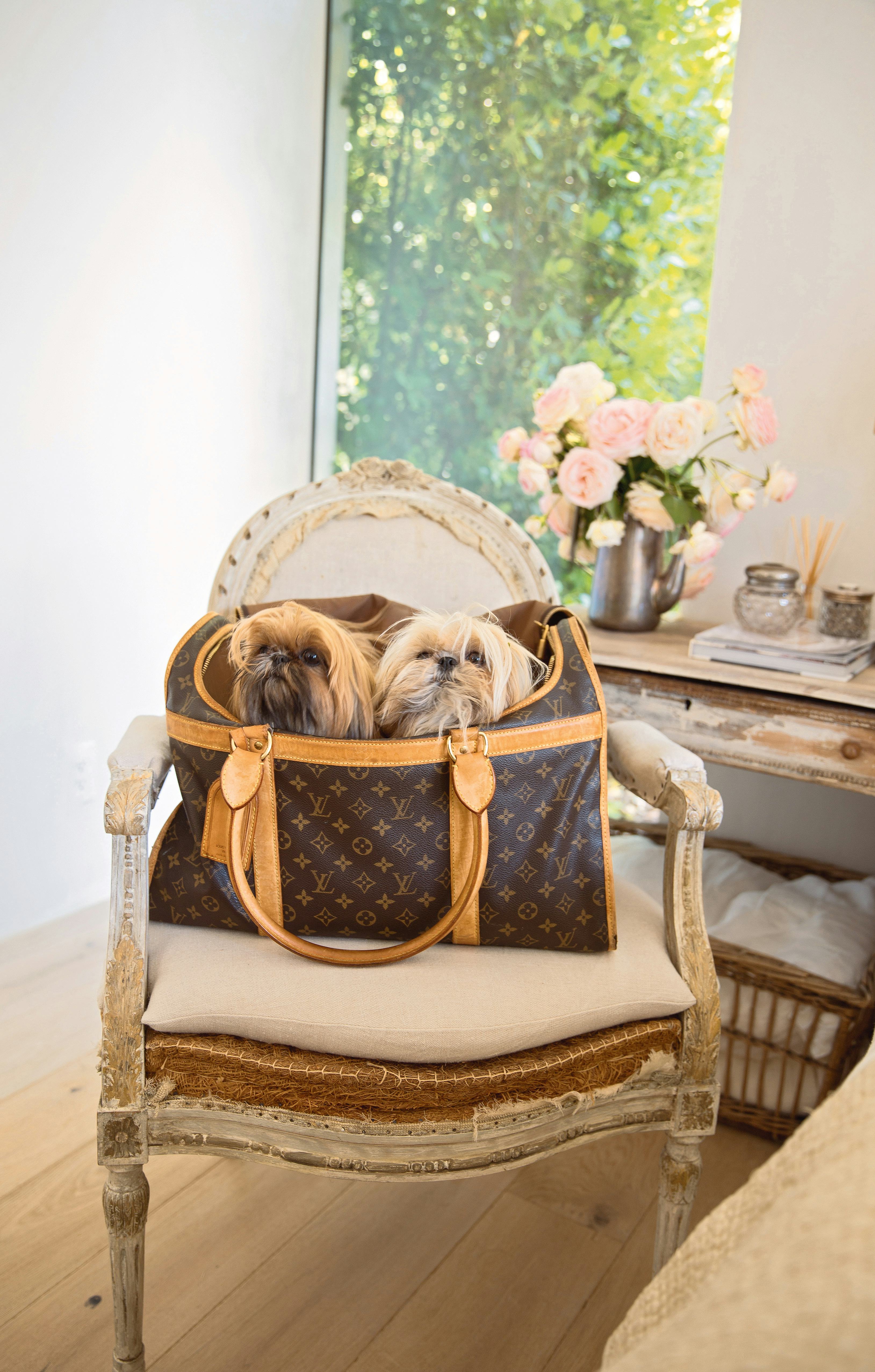 8 Photos of the Cutest Dogs In the Chicest Homes