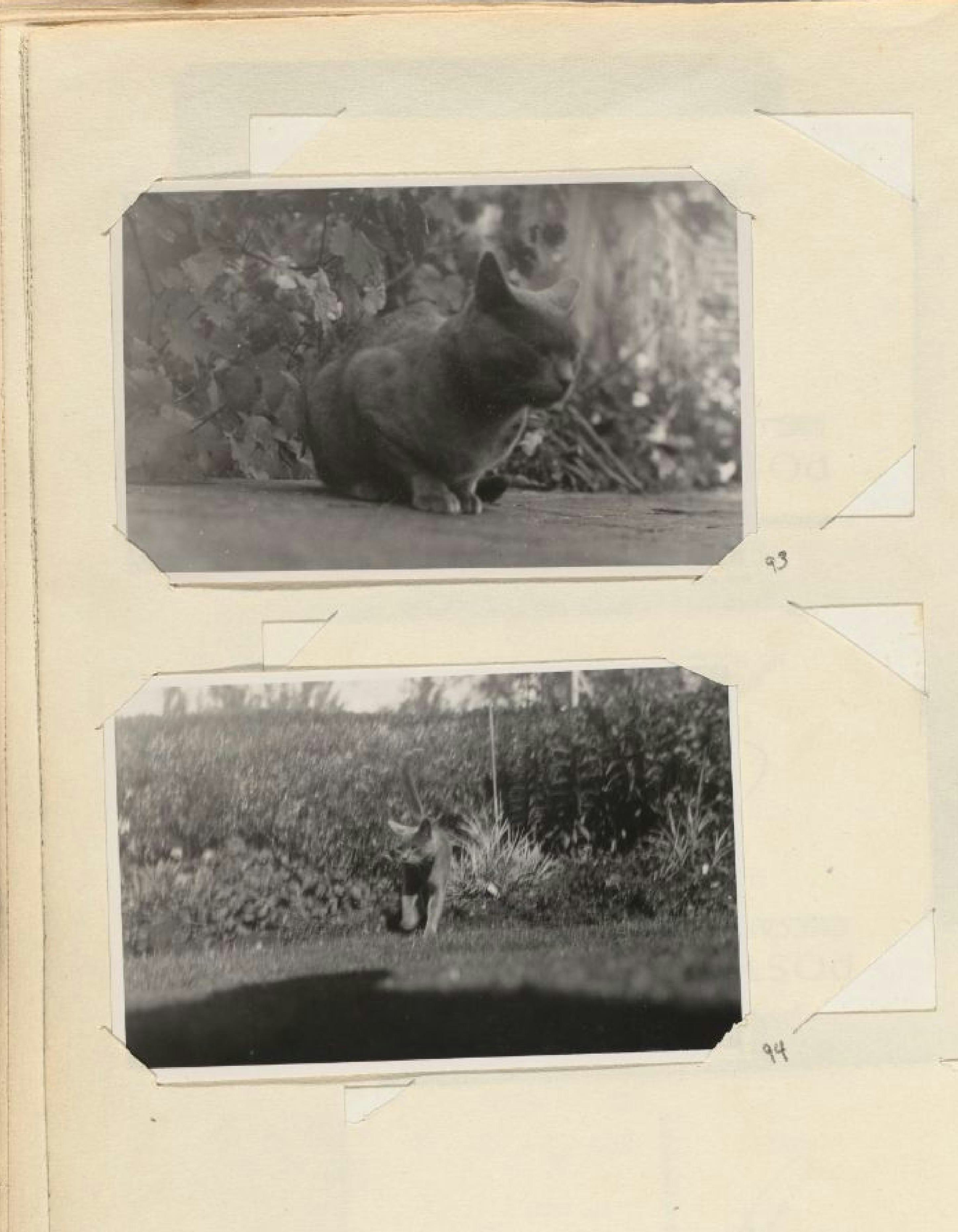 Virginia Woolf’s Little-Seen Photography, Her Long Lost Great Pursuit ...