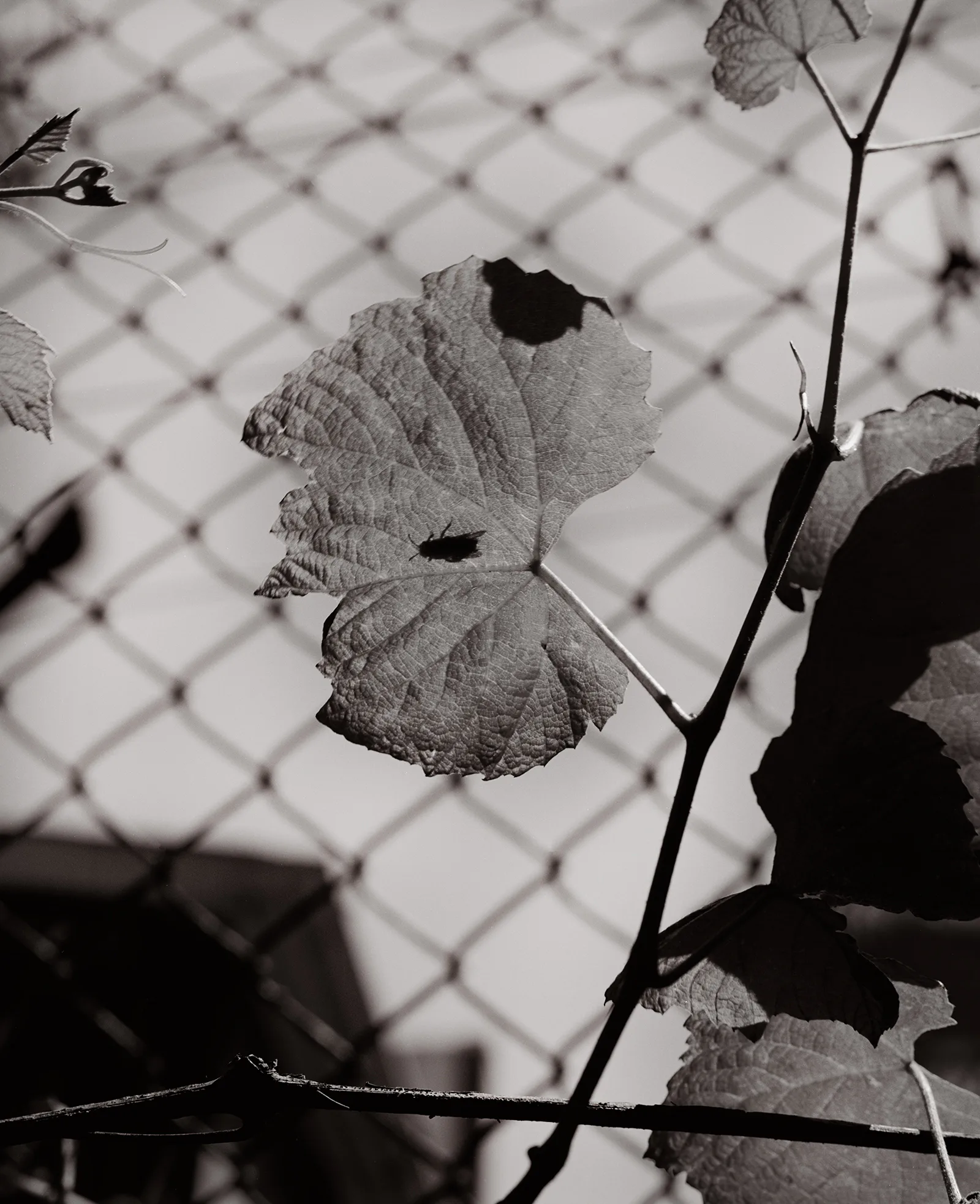 19 Photographers Share a Quarantine-Inspired Still Life