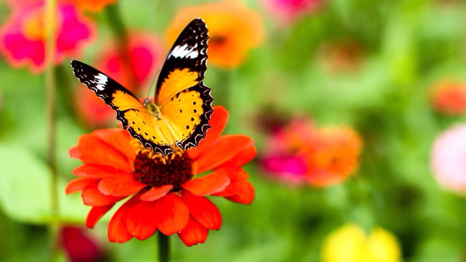 Fun Facts You Never Knew About Butterflies